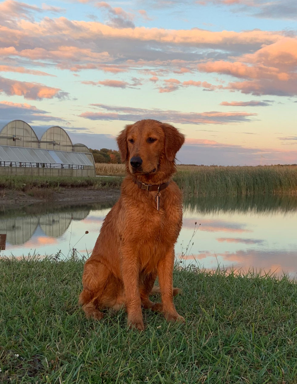 Country Lane Retrievers